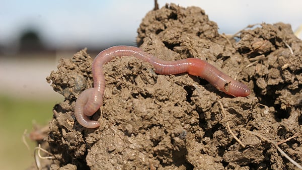 The Hidden Life of Soil: Why Healthy Dirt Means a Healthy Garden ...