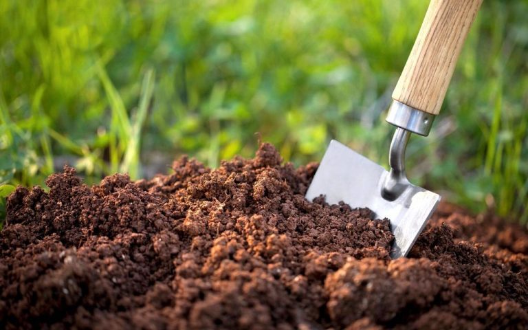 The Hidden Life of Soil: Why Healthy Dirt Means a Healthy Garden ...