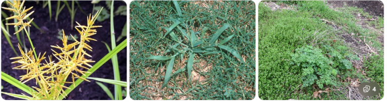 Understanding and Managing Weeds in Southern Gardens - Gardening in the ...